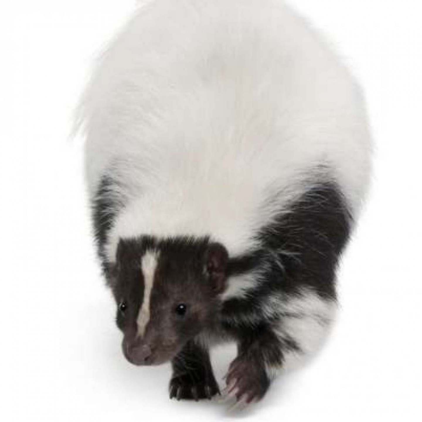 Skunk Removal | Ann Arbor, West Bloomfield, Farmington, MI | Advance ...