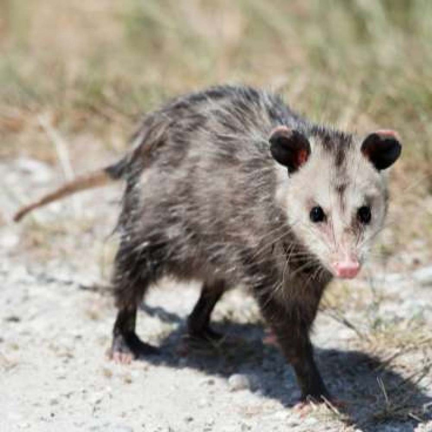 Opossum Removal | Ann Arbor, West Bloomfield, Farmington, MI | Advance ...