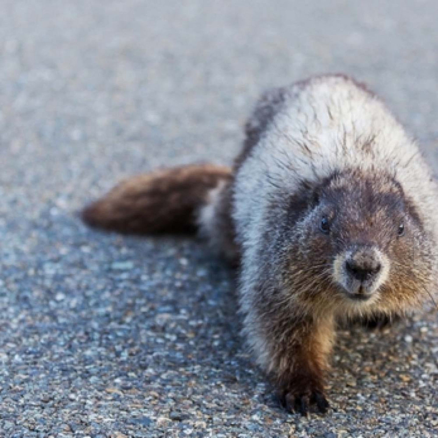 Groundhog Removal | Ann Arbor, West Bloomfield, Farmington, MI ...