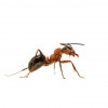 Ant Removal Services | Ann Arbor, West Bloomfield, Farmington, MI ...