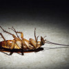 Roach Removal Services | Ann Arbor, West Bloomfield, Farmington, MI ...