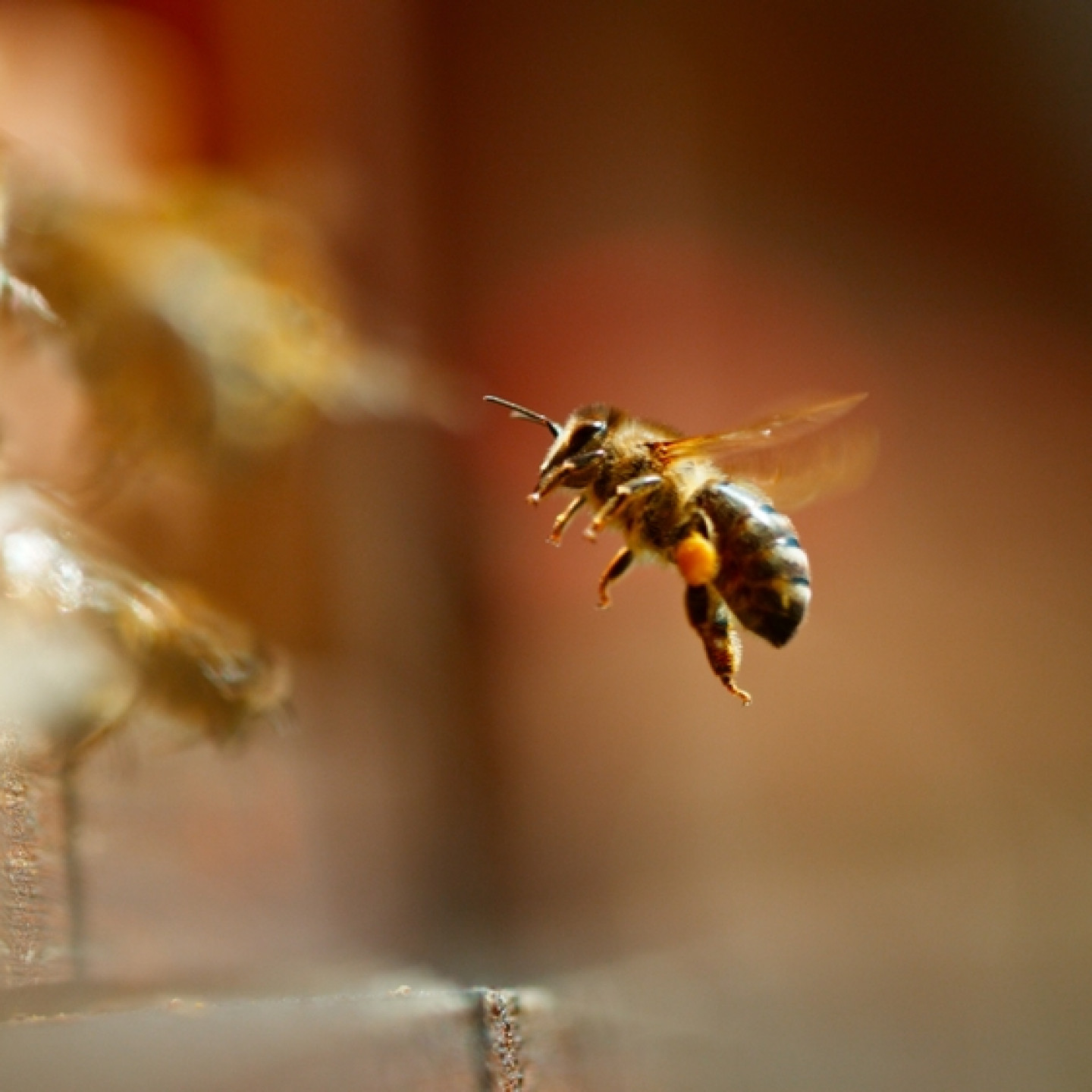 Bee Removal Services | Bee Control | Ann Arbor, West Bloomfield ...